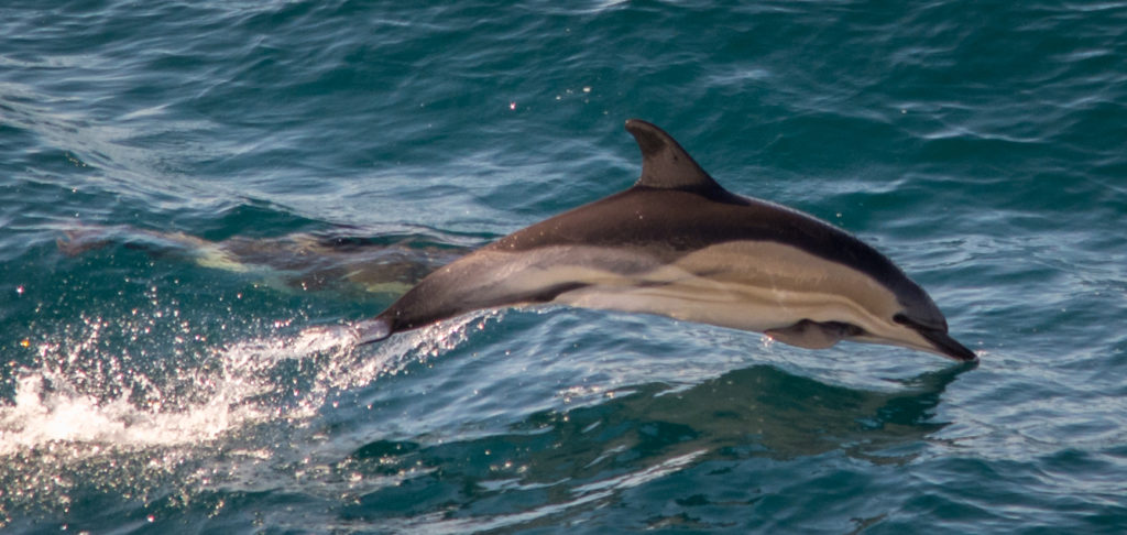 Common dolphin breaching – Brittany Ferries